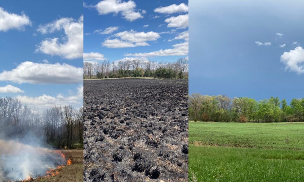 A Personal Foray into Rewilding – The Prairie | BioMedware
